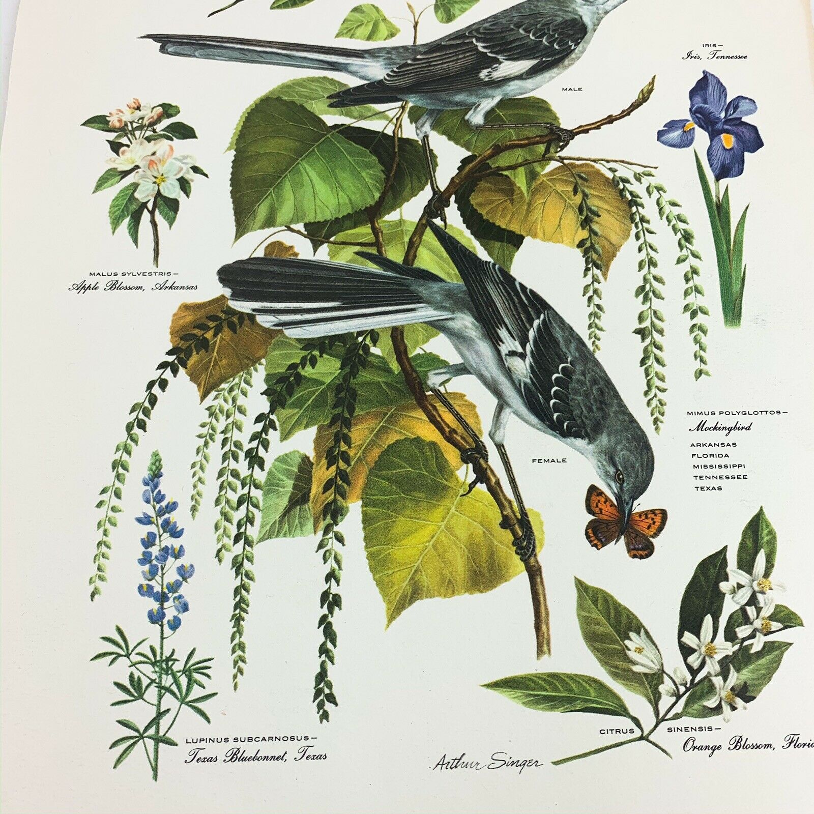 Vintage Arthur Singer Bird Prints Number 4 of a Series – The Stand Alone